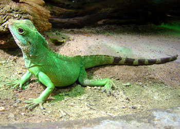 鬣蜥科 Agamidae 蓝色动物学（中国动物科学普）